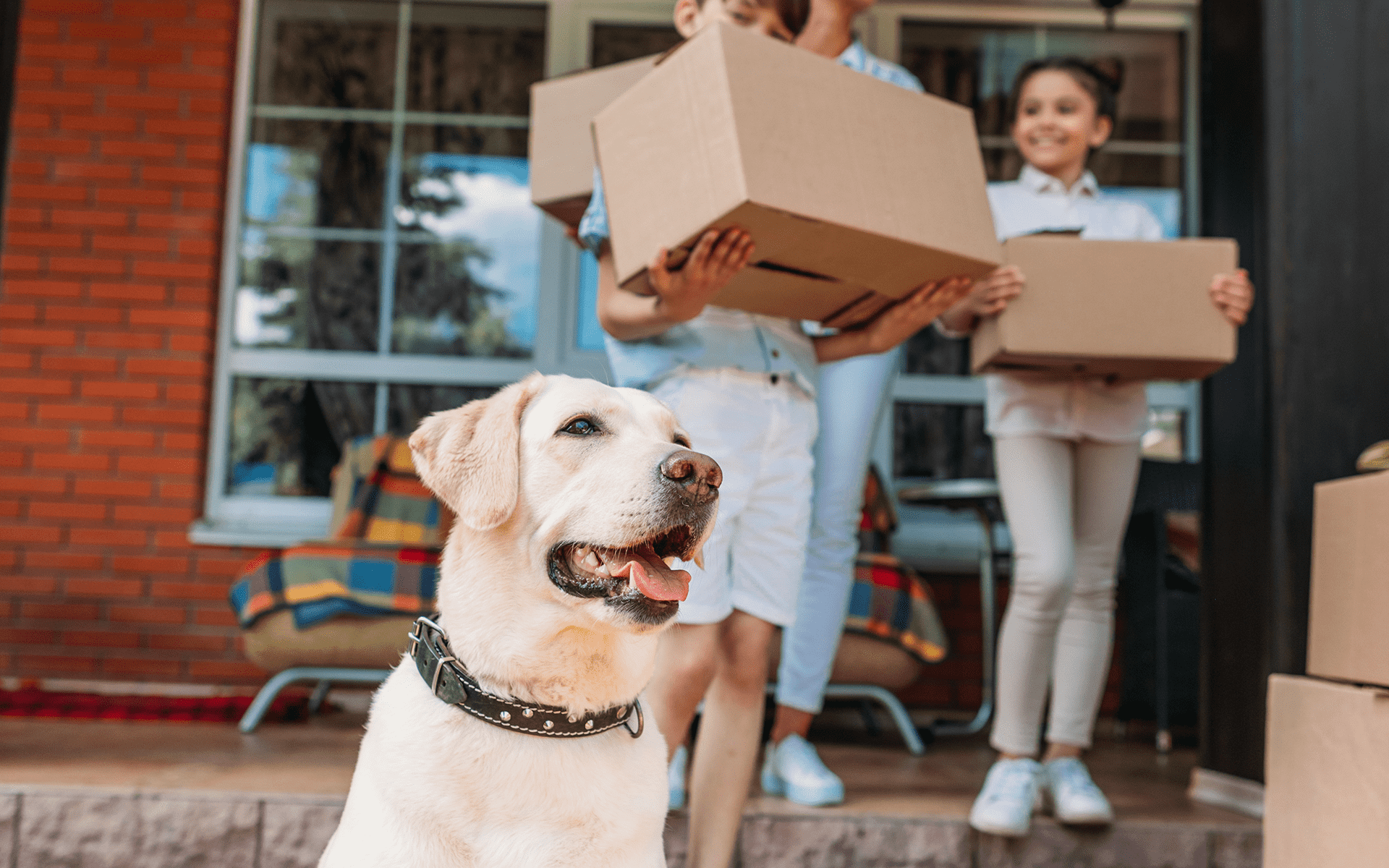A Comprehensive Guide to Moving with Pets: Tips for Dogs, Cats, and ...